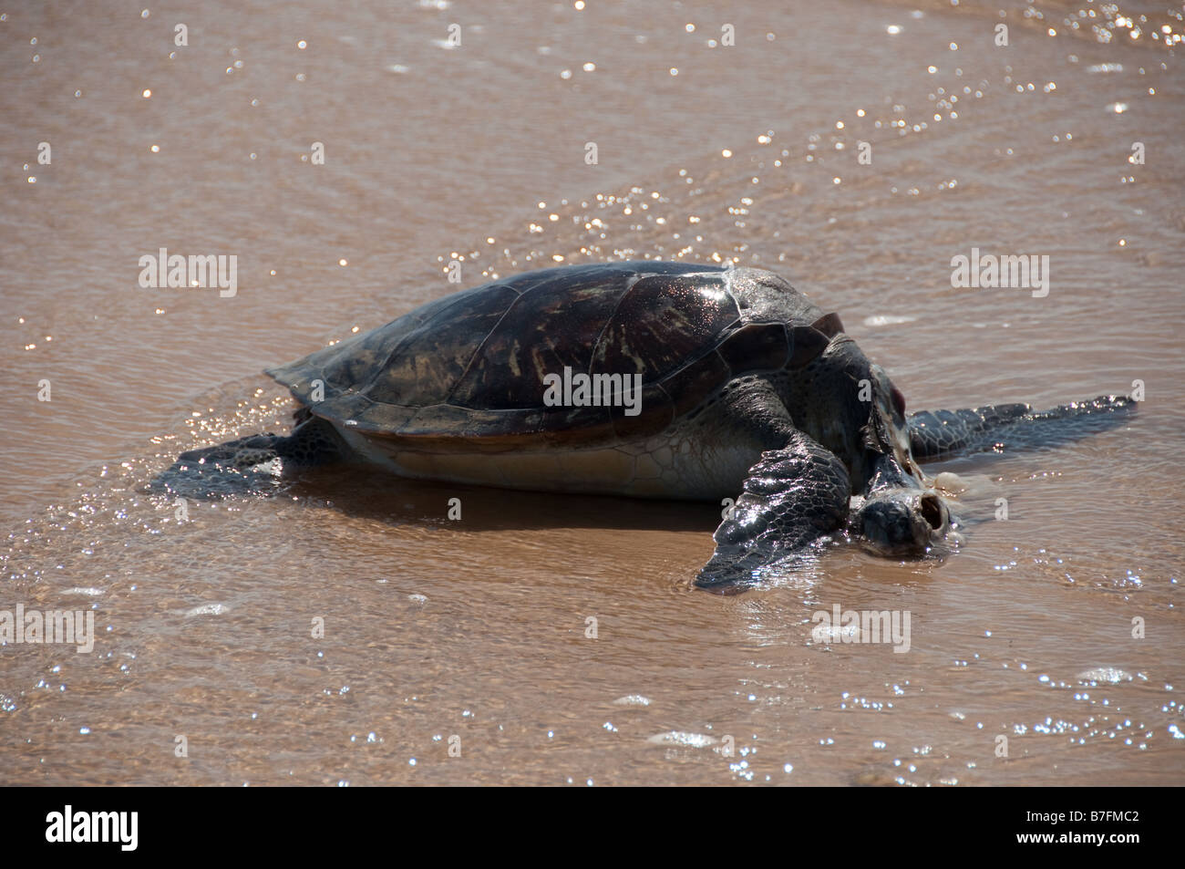 Dead sea turtle hi-res stock photography and images - Alamy