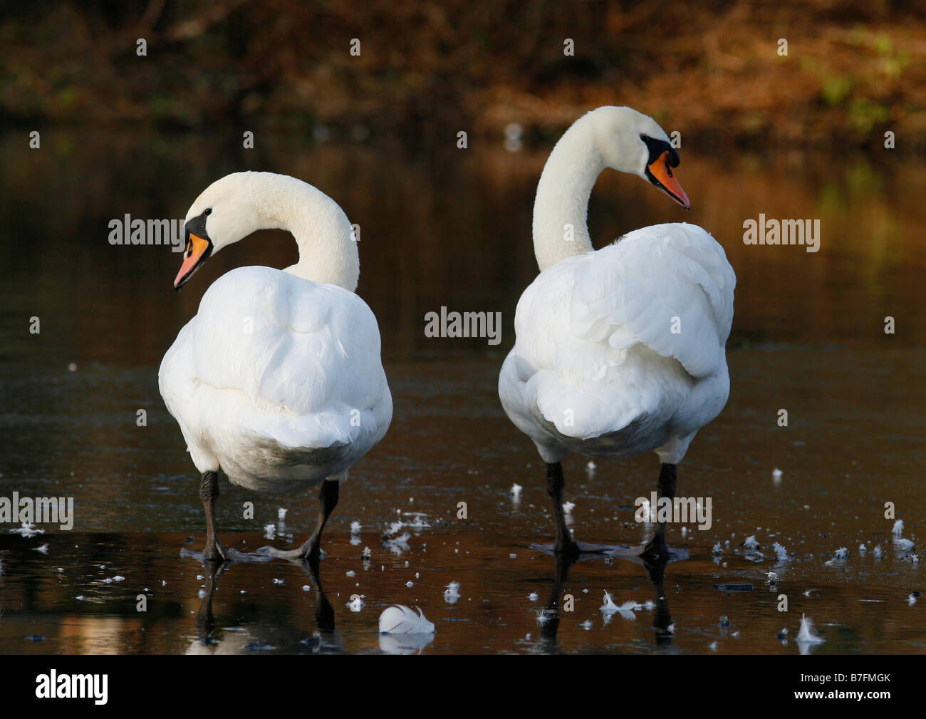 Two swans stand on the Ice Stock Photo - Alamy