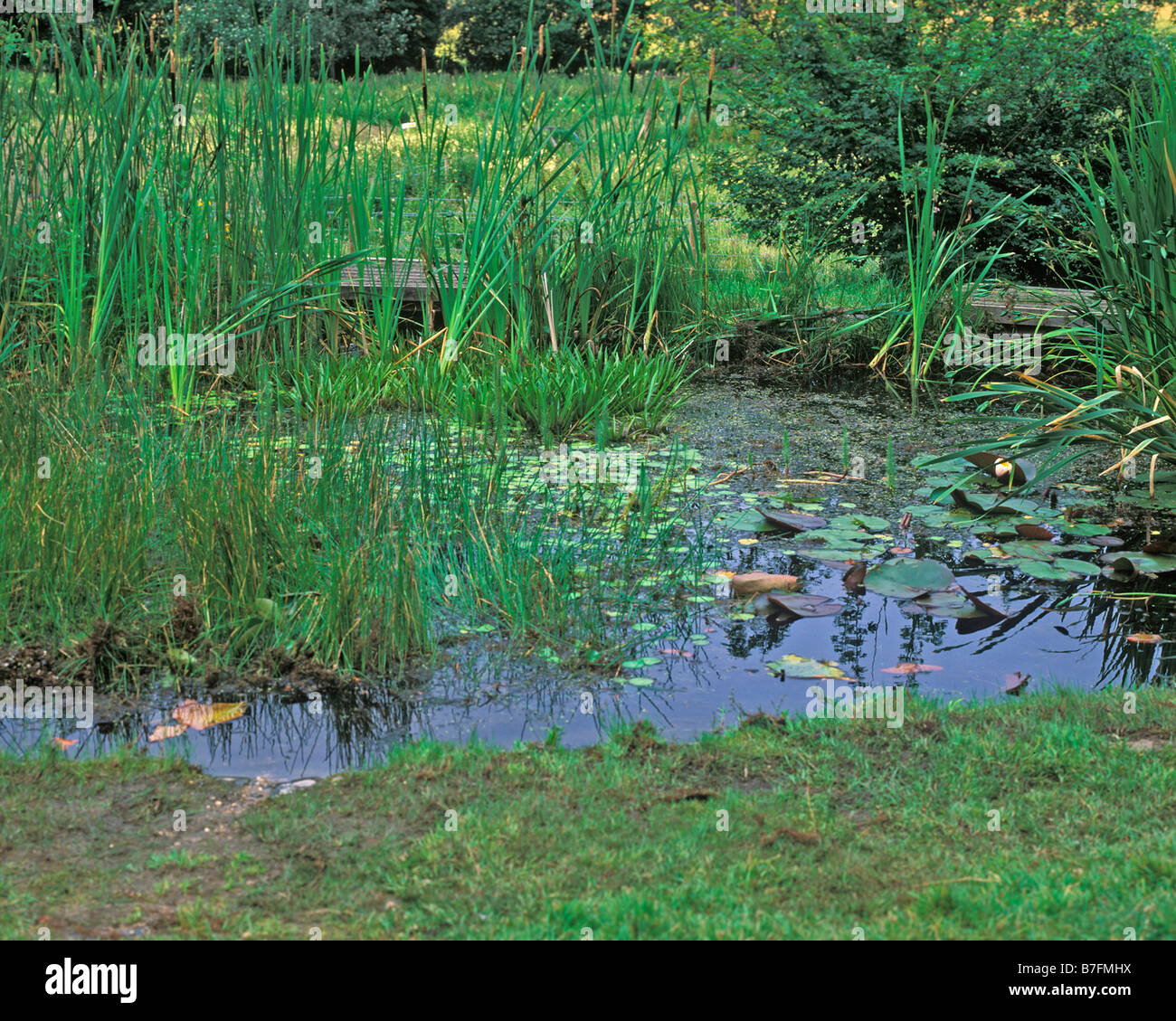 WILDLIFE POND IN SUMMER Stock Photo - Alamy