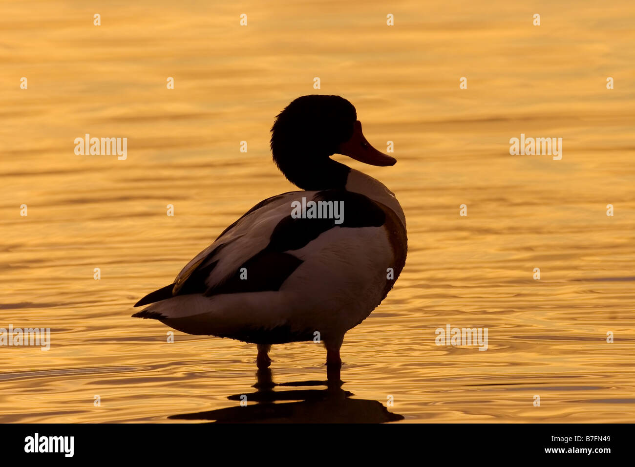 Shelduck hi-res stock photography and images - Alamy