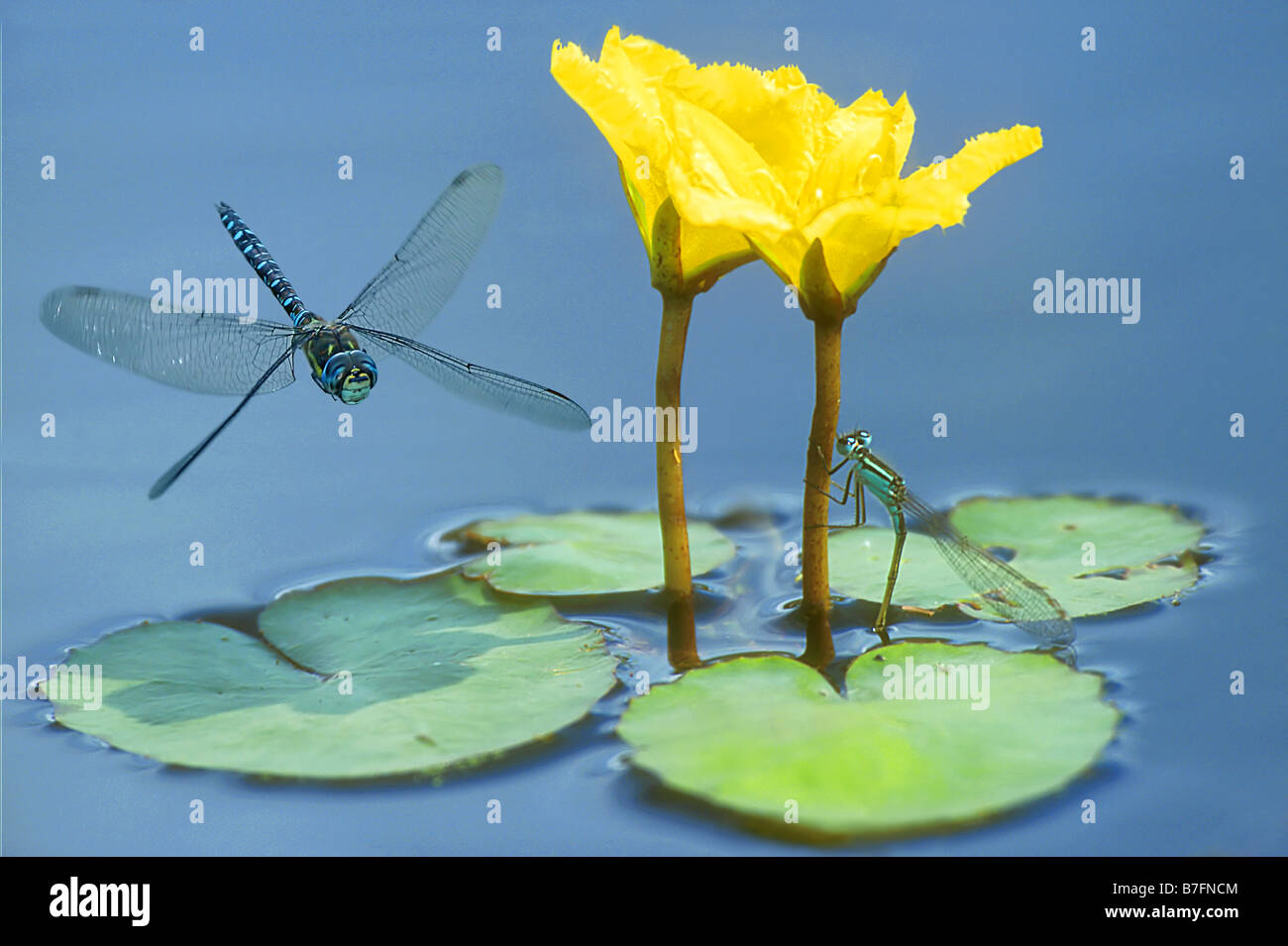 The Dragon & the Damsel Stock Photo - Alamy