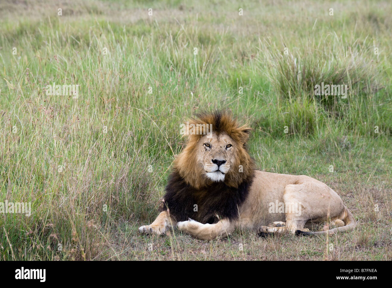 Male african lion lying in prairie and looking ahead Stock Photo - Alamy