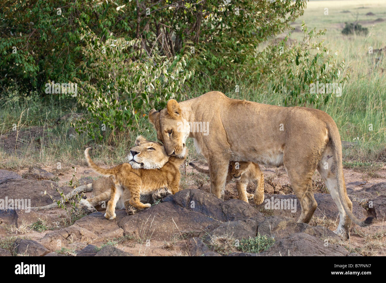 Sisterhood - Some of the most intimate and exciting behaviour of Africa ...