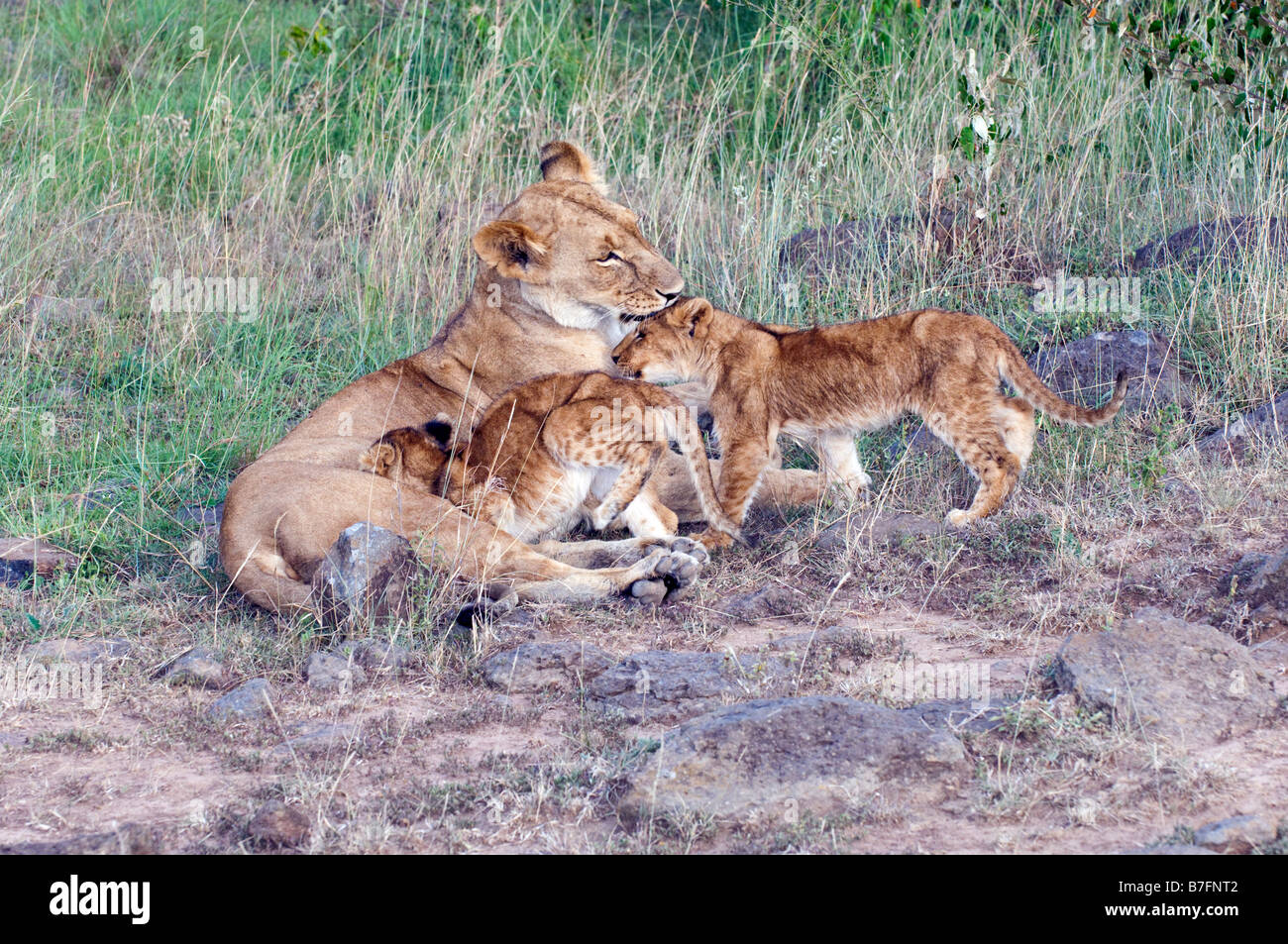Lioness with two cubs hi-res stock photography and images - Alamy