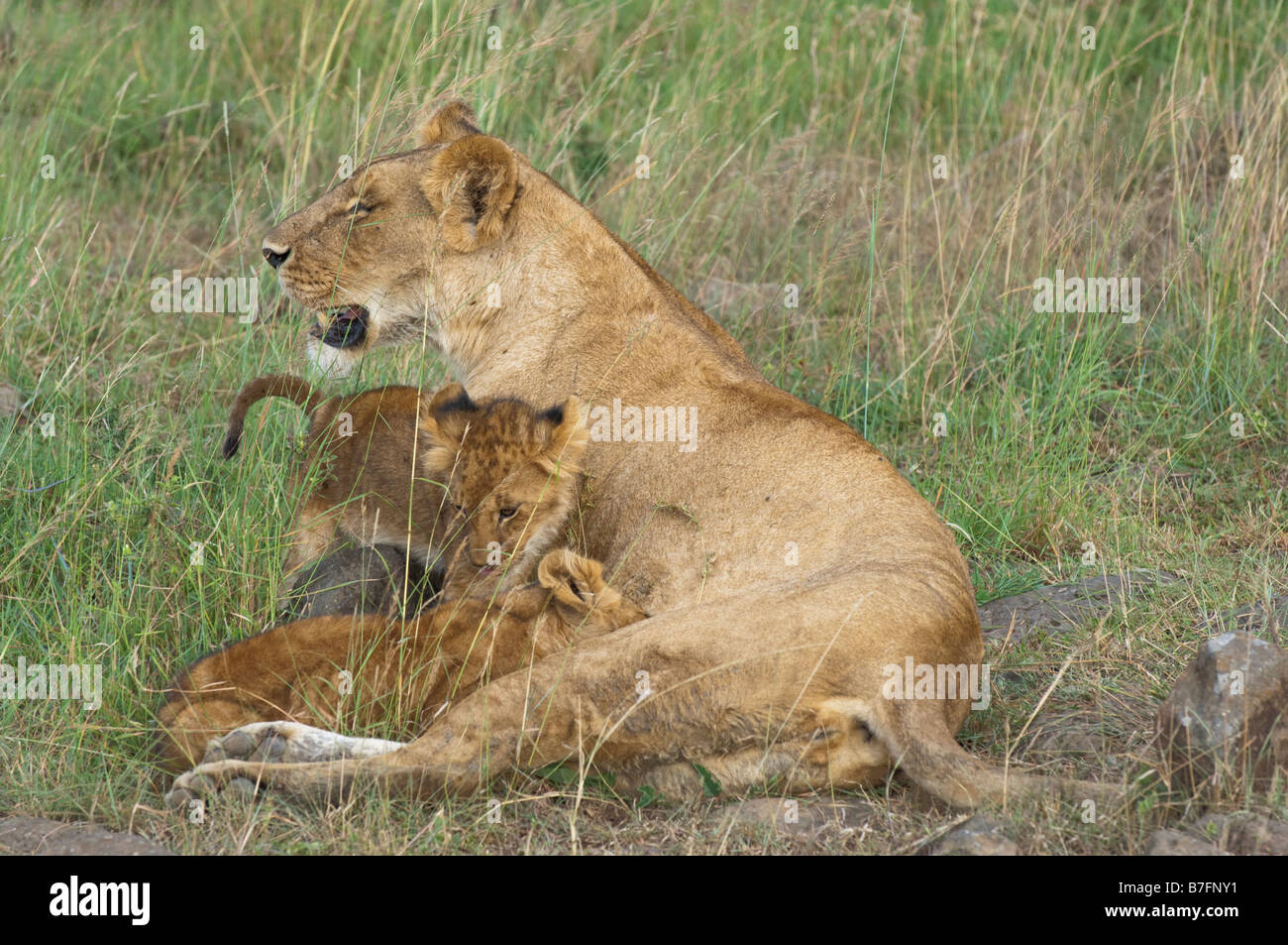 Lioness with cubs resting hi-res stock photography and images - Alamy