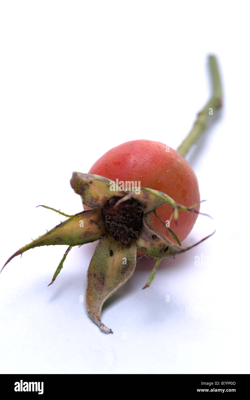 Rose hip on white background Stock Photo - Alamy