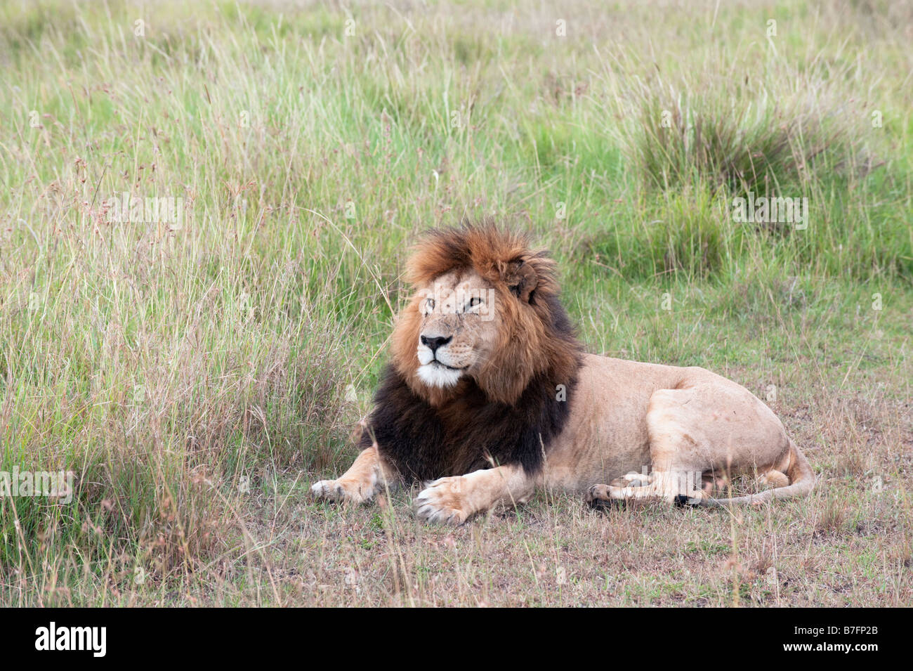 Mature full mane lion Stock Photo - Alamy