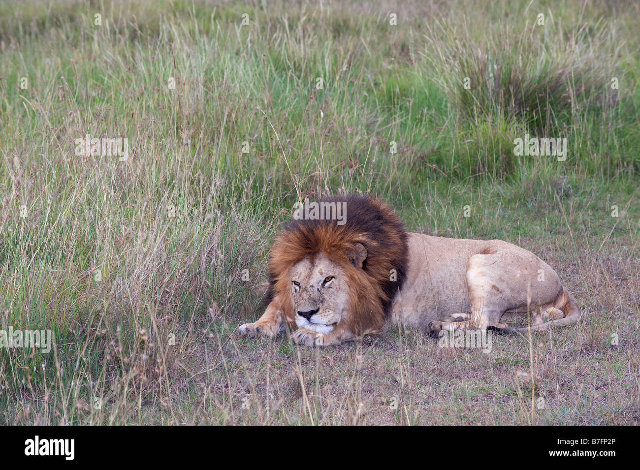 Lion grass field resting hi-res stock photography and images - Alamy