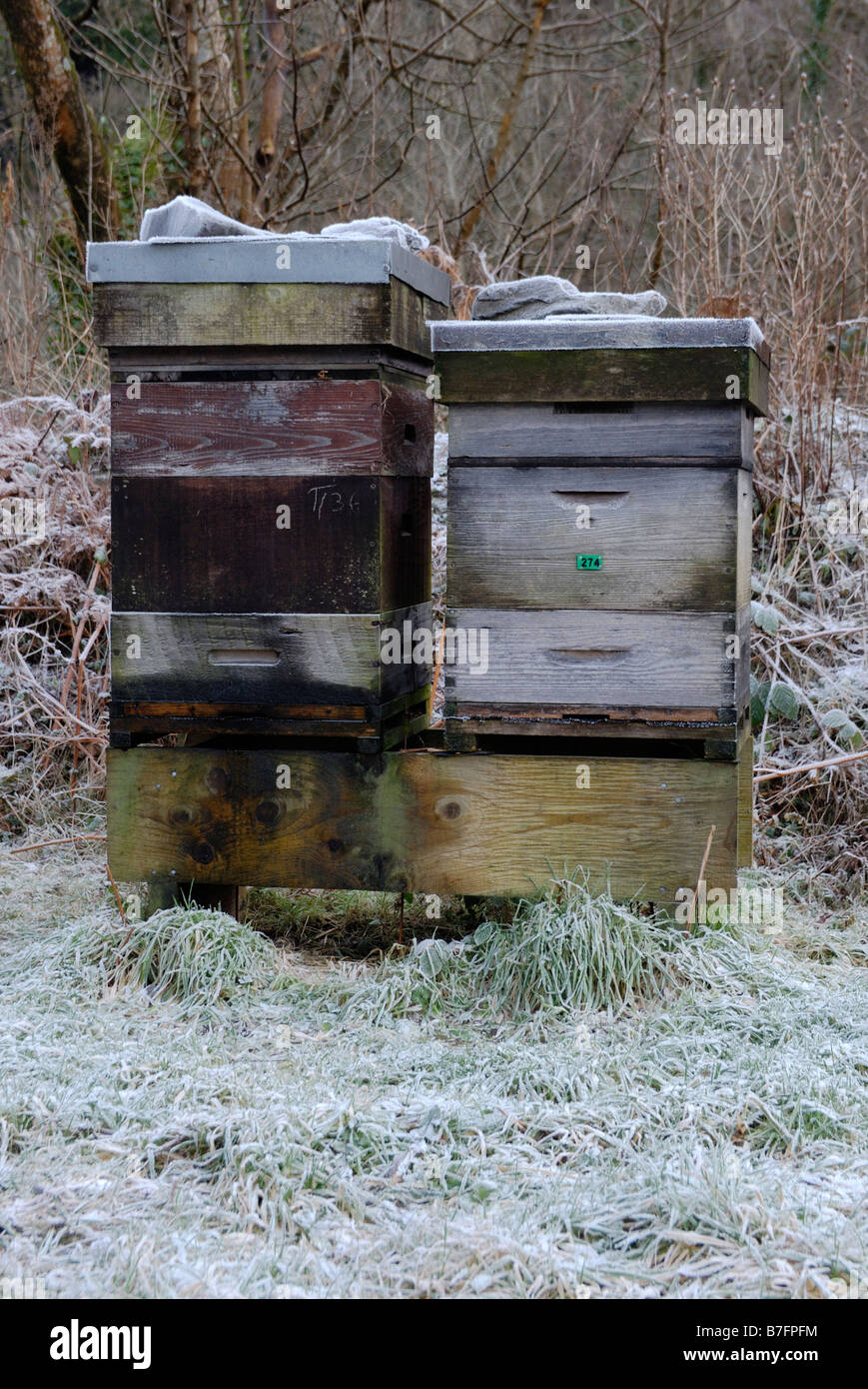 Bee hives in frost Stock Photo - Alamy