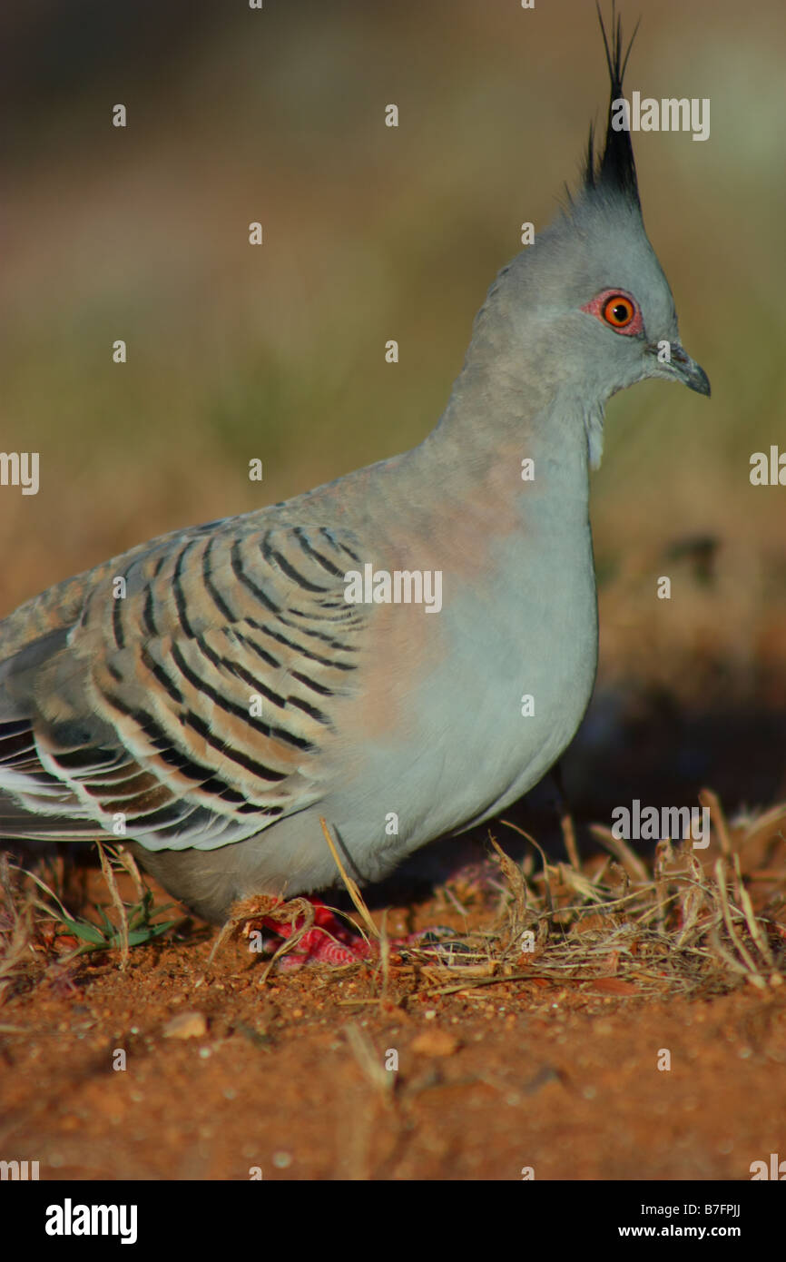 Pidgeon hi-res stock photography and images - Alamy