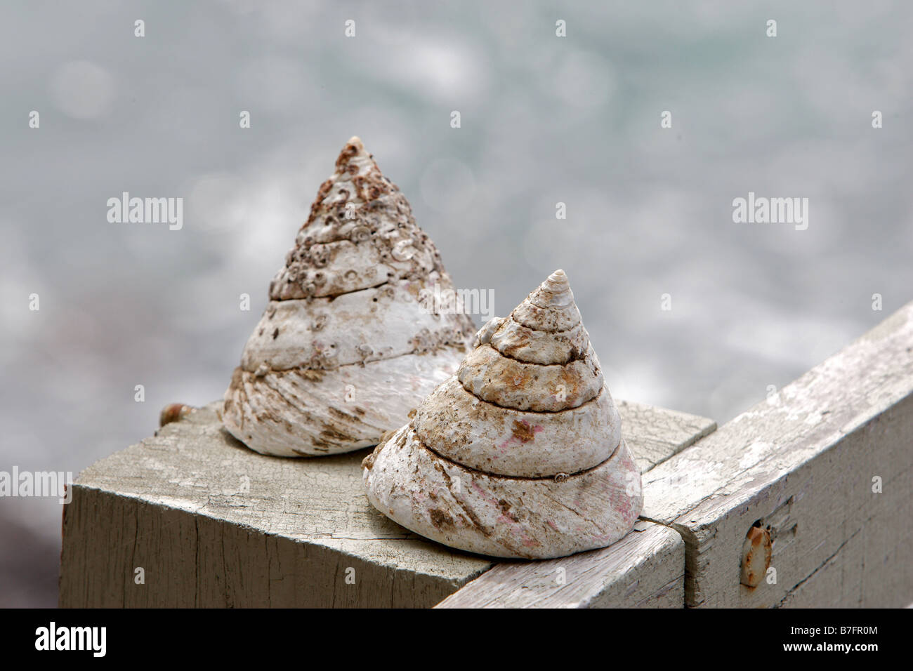 Two cone shells on wooden post Stock Photo - Alamy