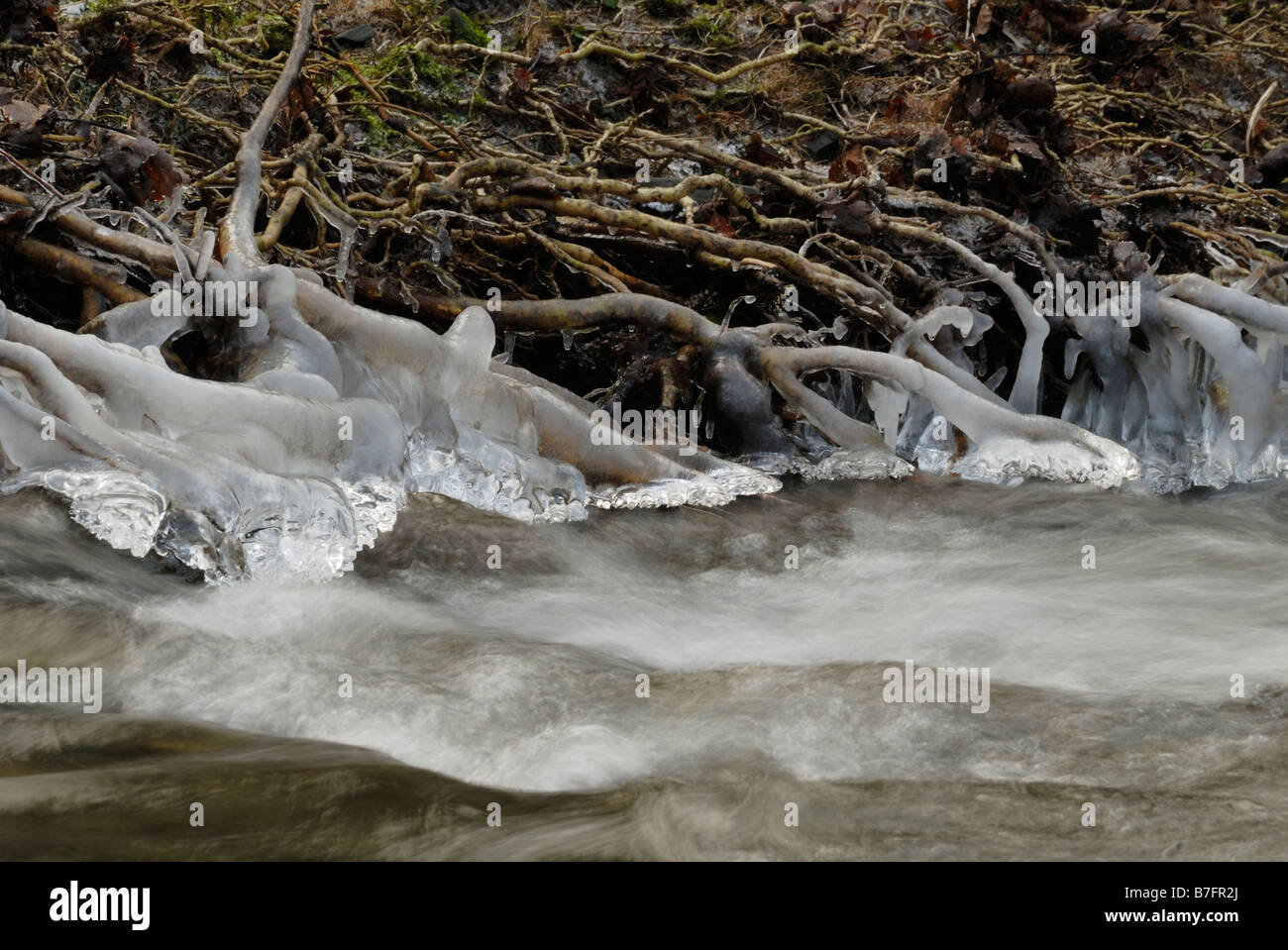 Exposed tree roots river bank hi-res stock photography and images - Alamy