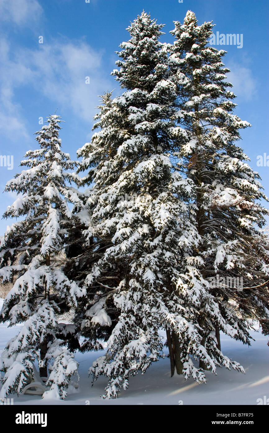 Tall spruce hi-res stock photography and images - Alamy