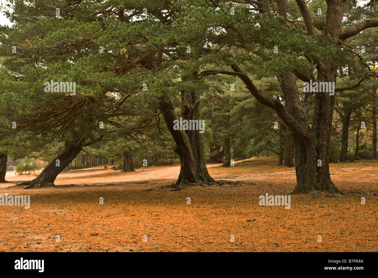 Glenmore Forest Park, Scotland Stock Photo - Alamy