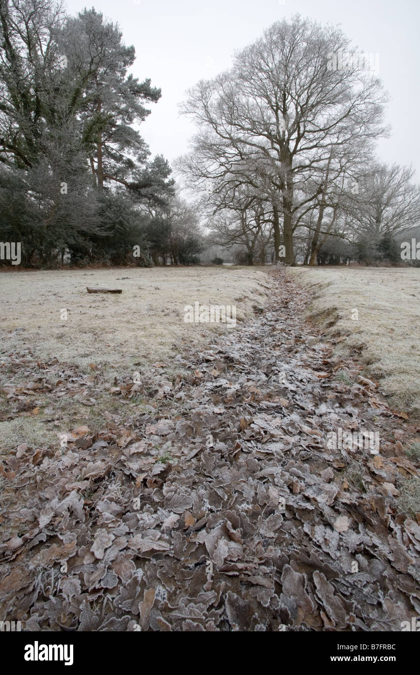 Hoarfrost frost hi-res stock photography and images - Alamy