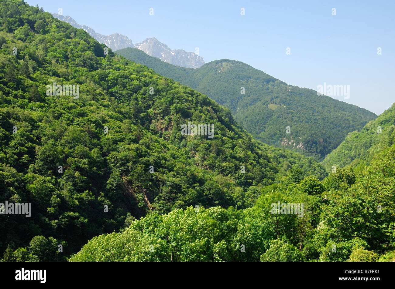 Deciduous forest plant hi-res stock photography and images - Alamy