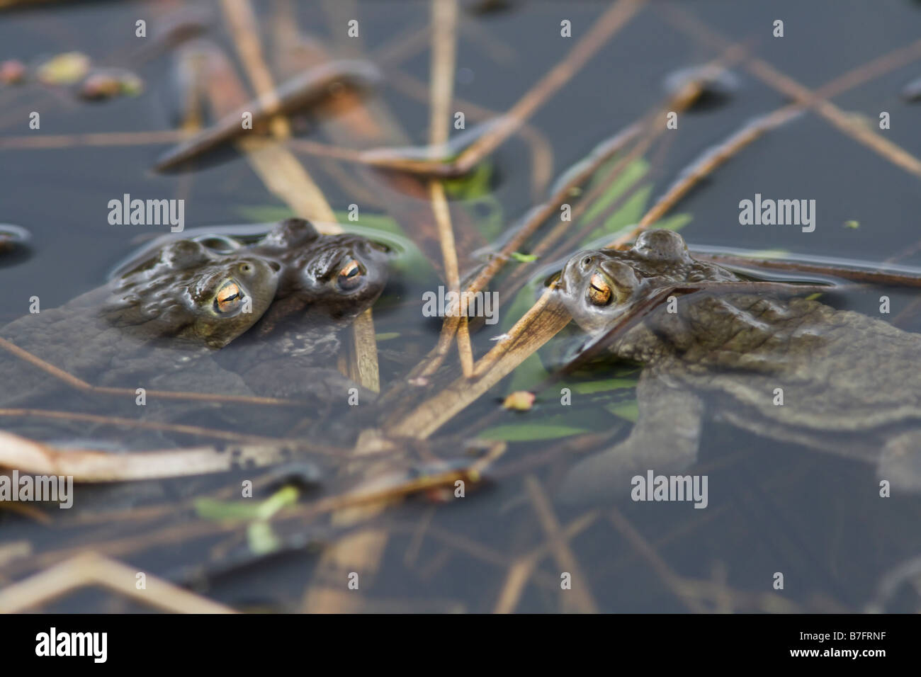 Mating toads hi-res stock photography and images - Alamy