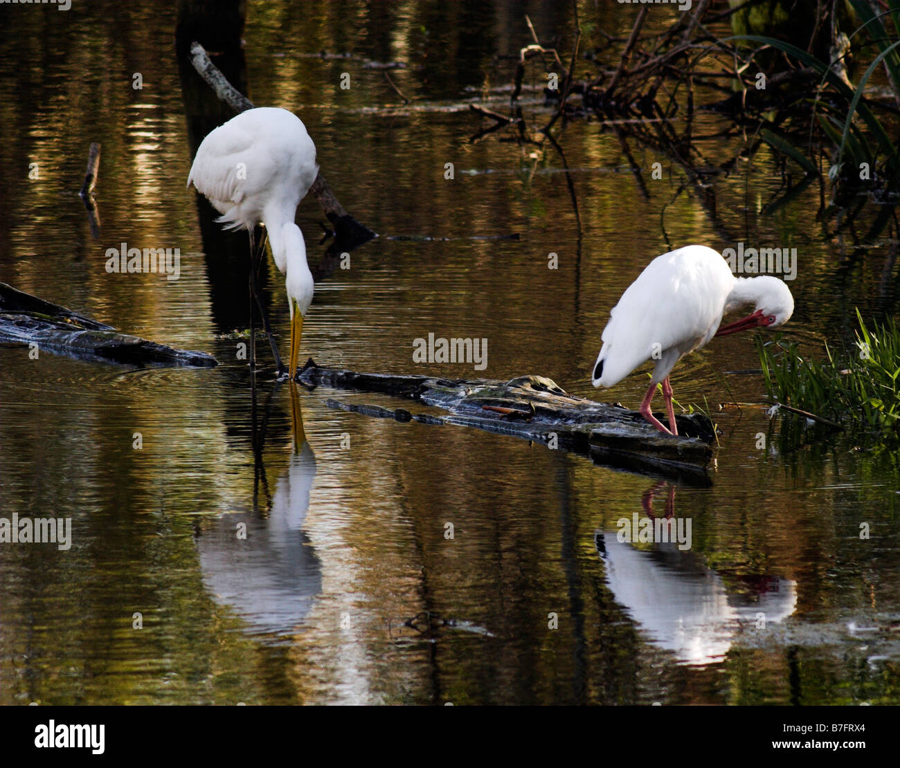 Two Great Egrets (ardea alba) perched on a log, enjoying an afternoon ...