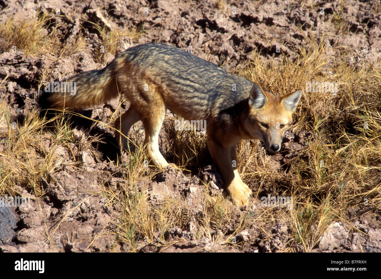 fox atacama desert chile Stock Photo - Alamy