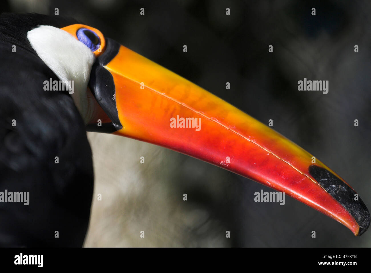 A Ramphastos toco, or Toco Toucan, the largest known toucan Stock Photo ...