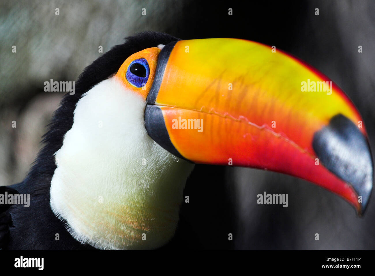 A Ramphastos toco, or Toco Toucan, the largest known toucan Stock Photo ...