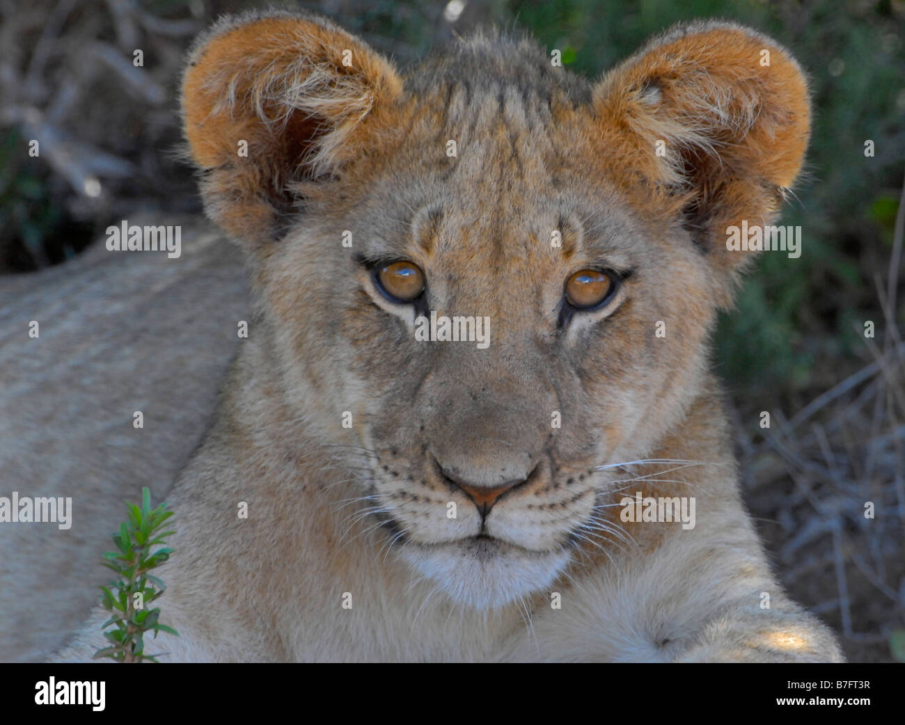 Relaxed lion hi-res stock photography and images - Alamy