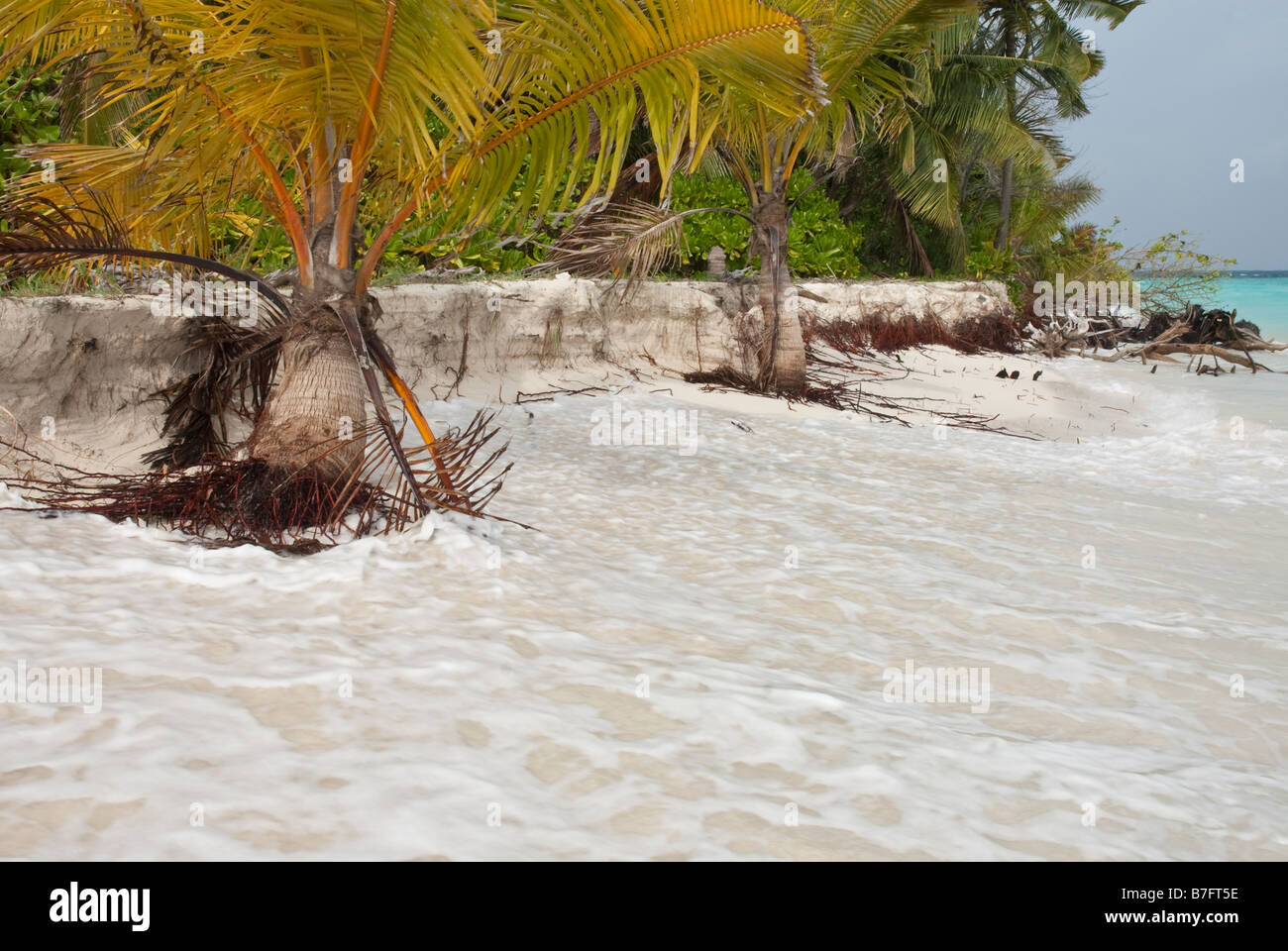 Tropical plants falling into the ocean as a tropical island is eroded ...