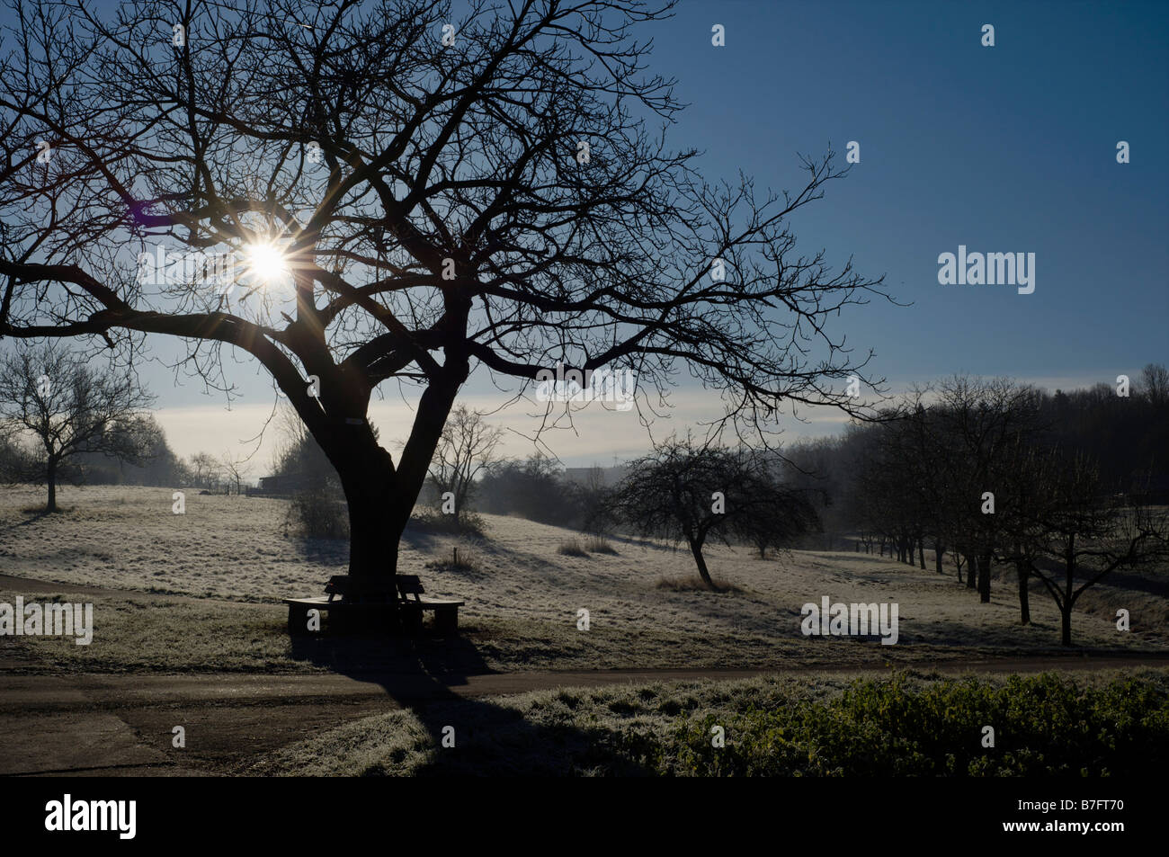 Backlit Tree under Blue Winter Sky against Morning Sun Stock Photo - Alamy