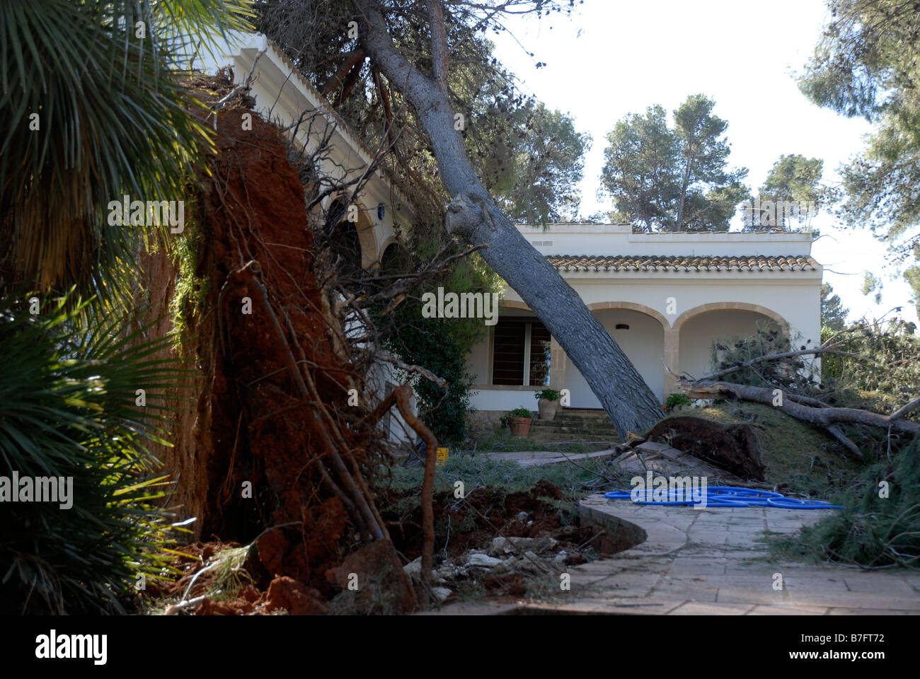 pine tree fallen on to house, and another uprooted, after hurricane ...