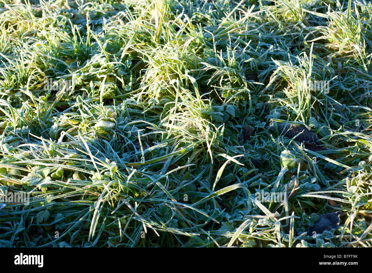 Closeup of Grass on a frosty winter morning Stock Photo - Alamy
