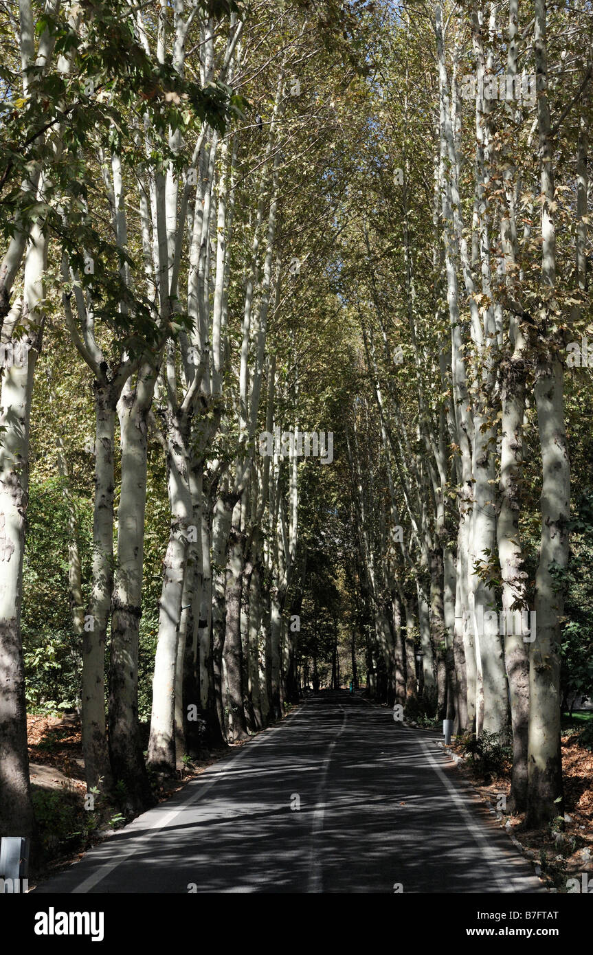 tree lined lining avenue road walkway pathway Sa'ad Abad Palace ...