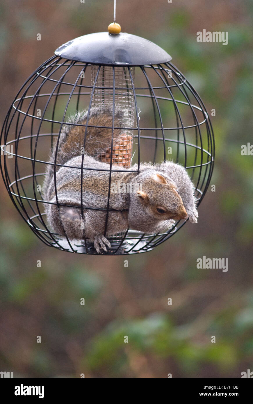 Grey squirrel trapped in bird feeder Stock Photo - Alamy