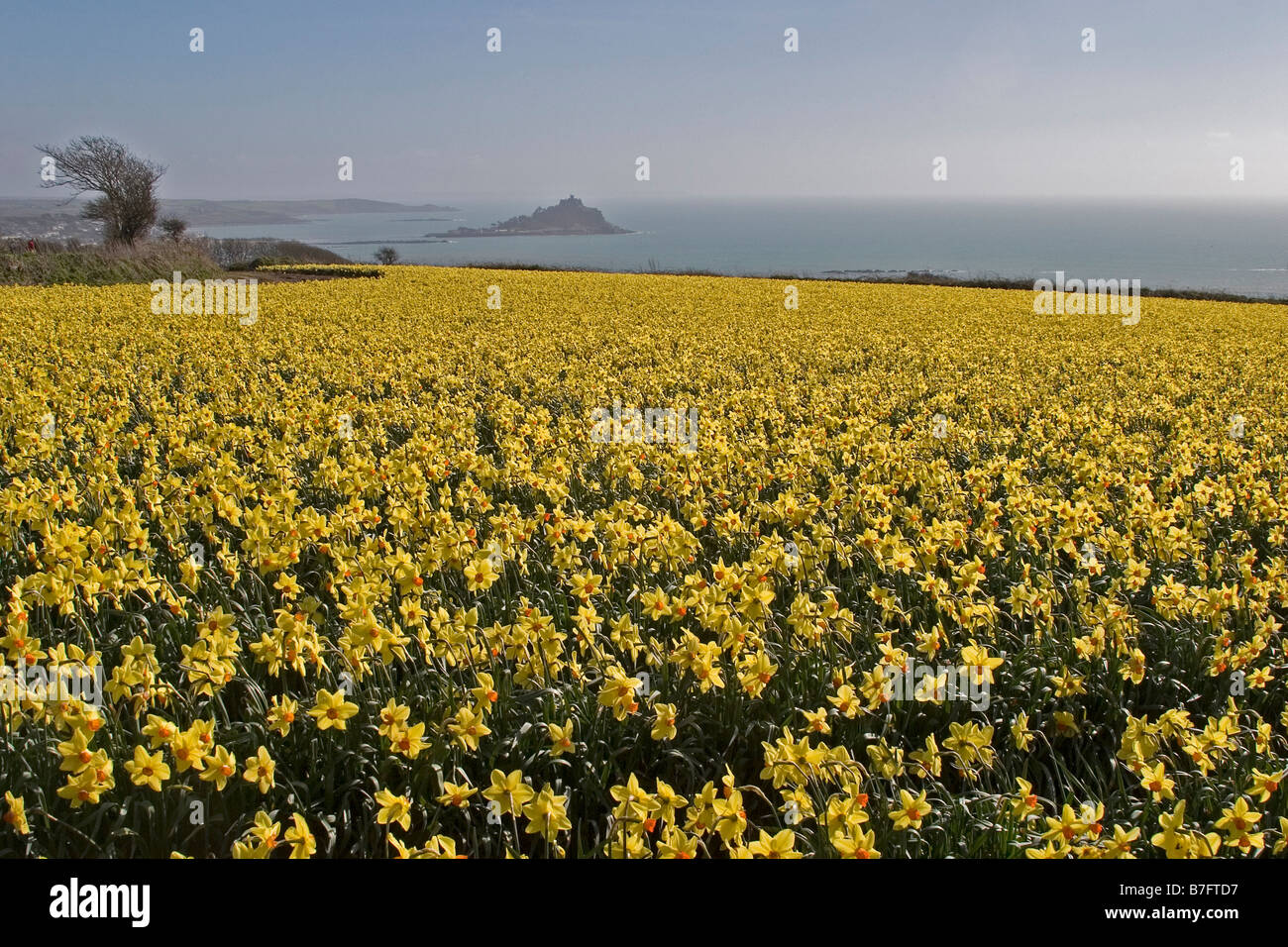 Daffodil fields cornwall hi-res stock photography and images - Alamy