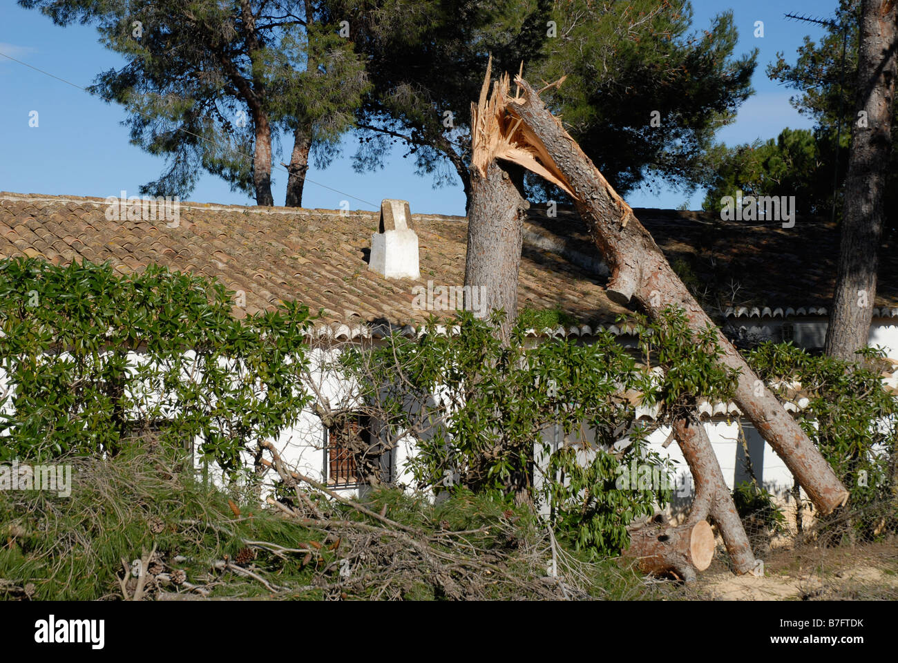 pine tree trunk snapped in hurricane force wind, Javea, Alicante ...