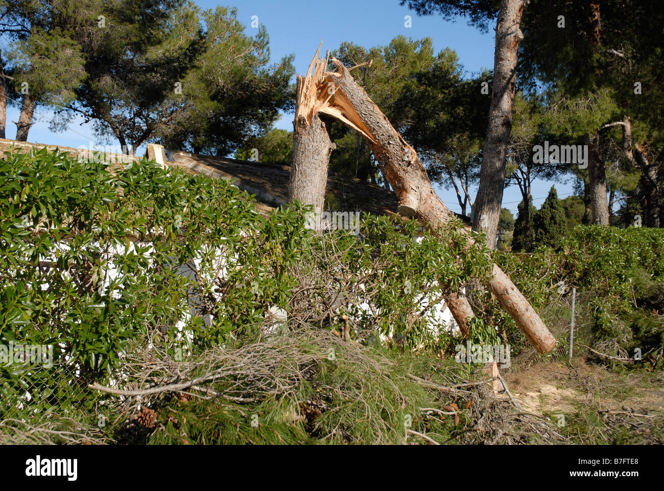 pine tree trunk snapped in hurricane force wind, Javea, Alicante ...