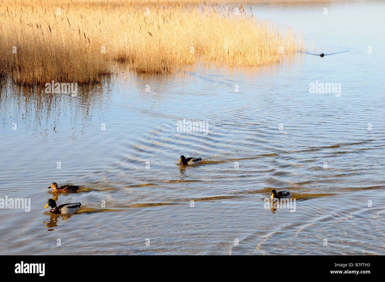 Mallard Anas platyrhynchos Kenfig pool Mid Glamorgan Wales Stock Photo ...