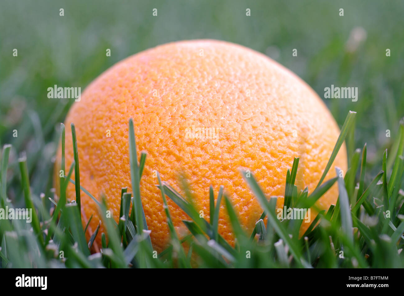 Orange in grass Stock Photo - Alamy