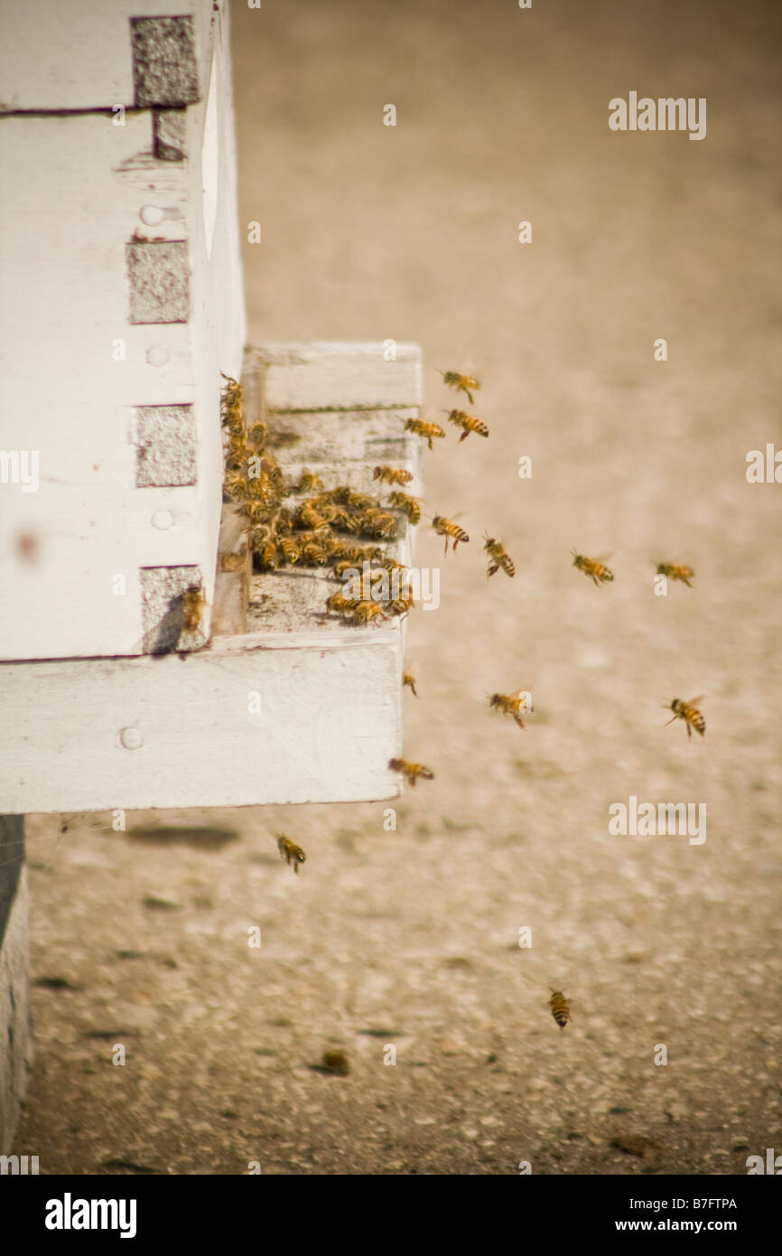 Cement hive hi-res stock photography and images - Alamy