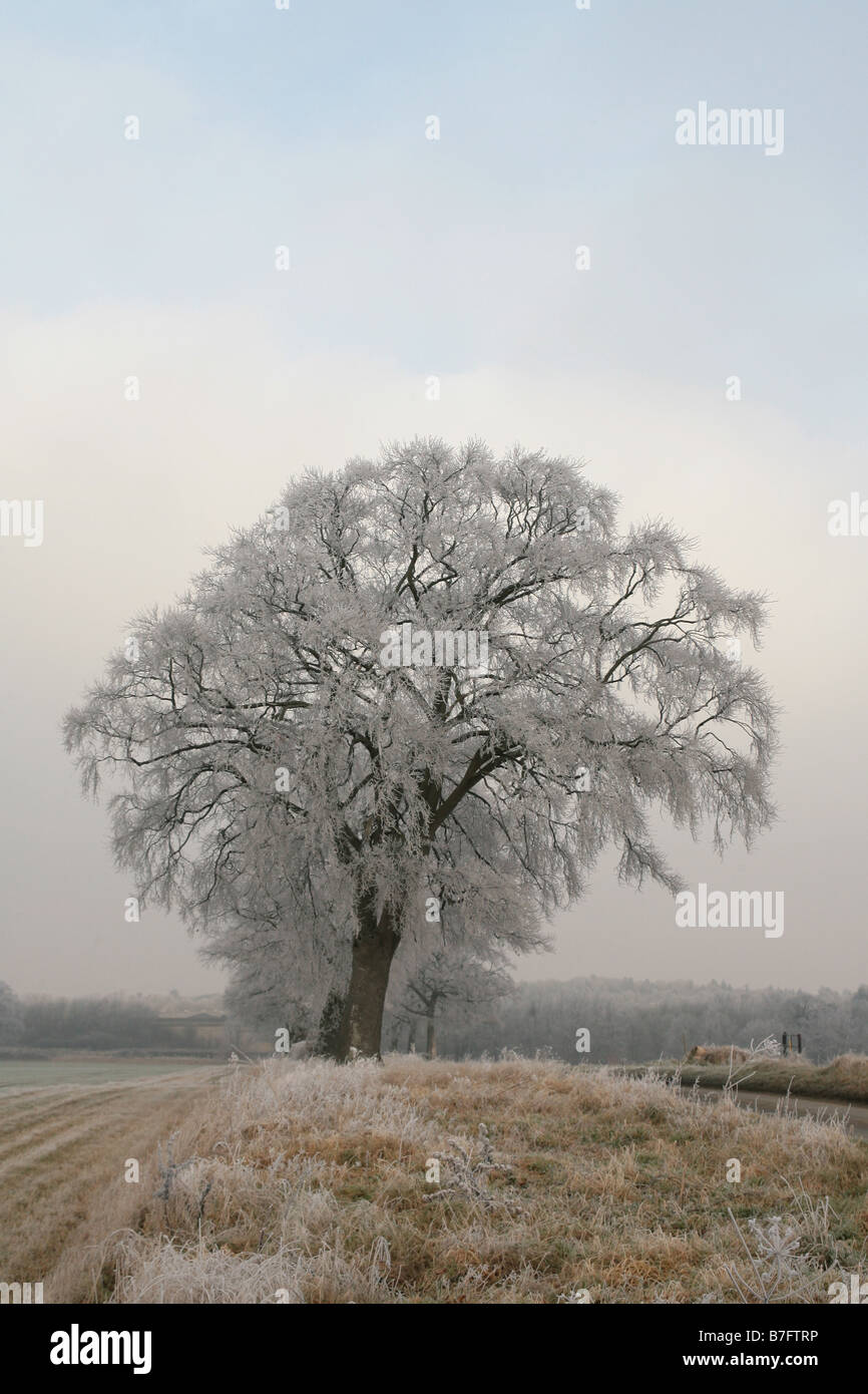 Tree covered in hoar frost Stock Photo - Alamy