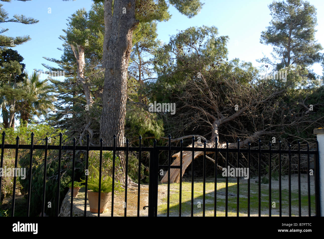 pine tree trunk snapped in hurricane force winds, in Jan 2009, Javea ...