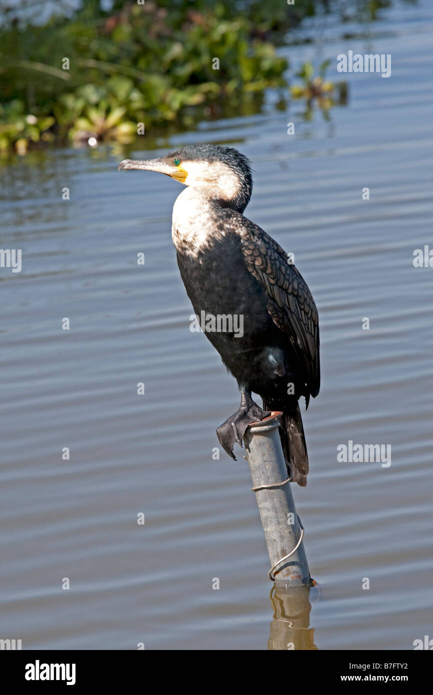 Sitting lake naivasha hi-res stock photography and images - Alamy