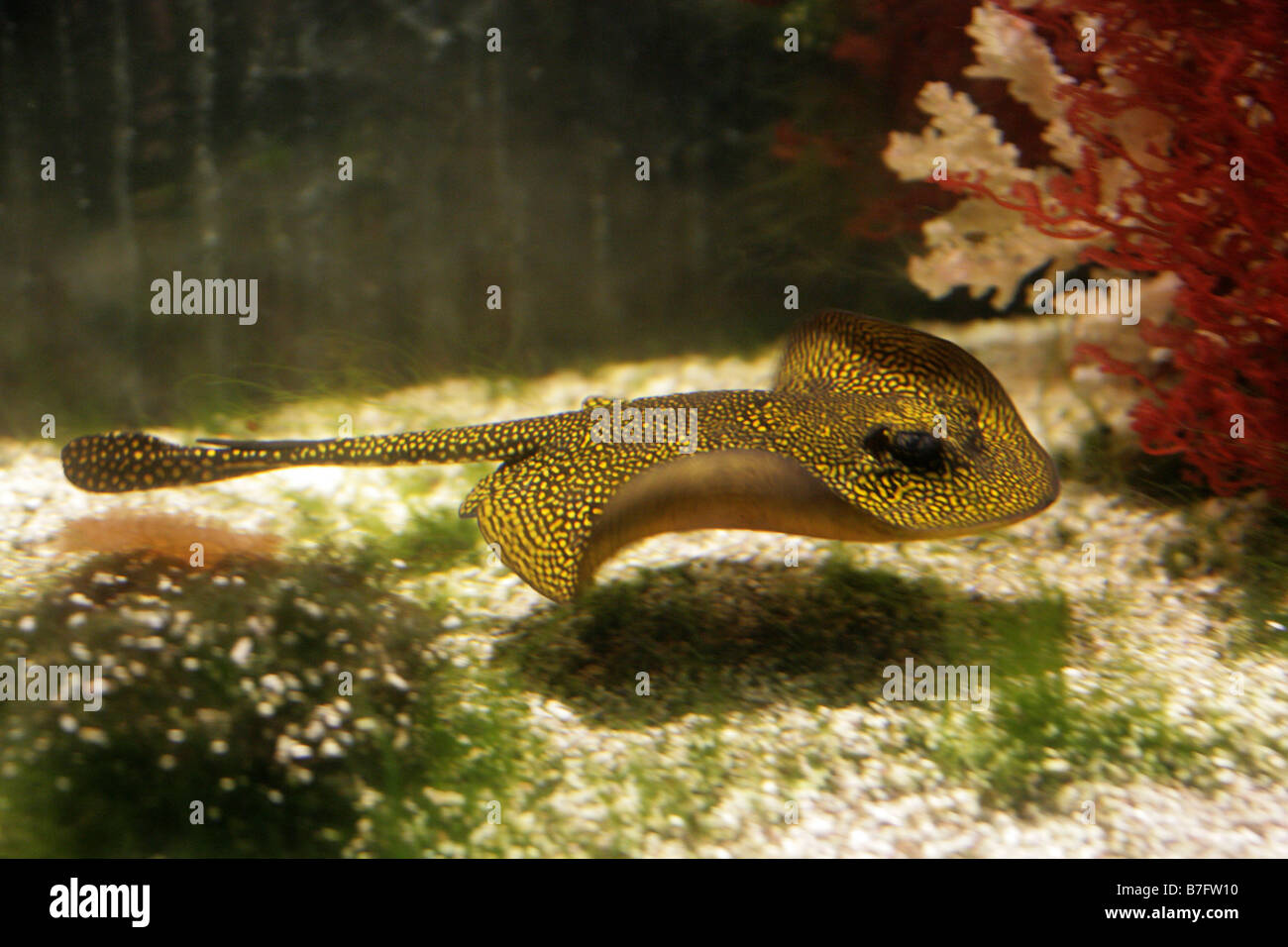Yellow Spotted Ray Fish Stock Photo - Alamy