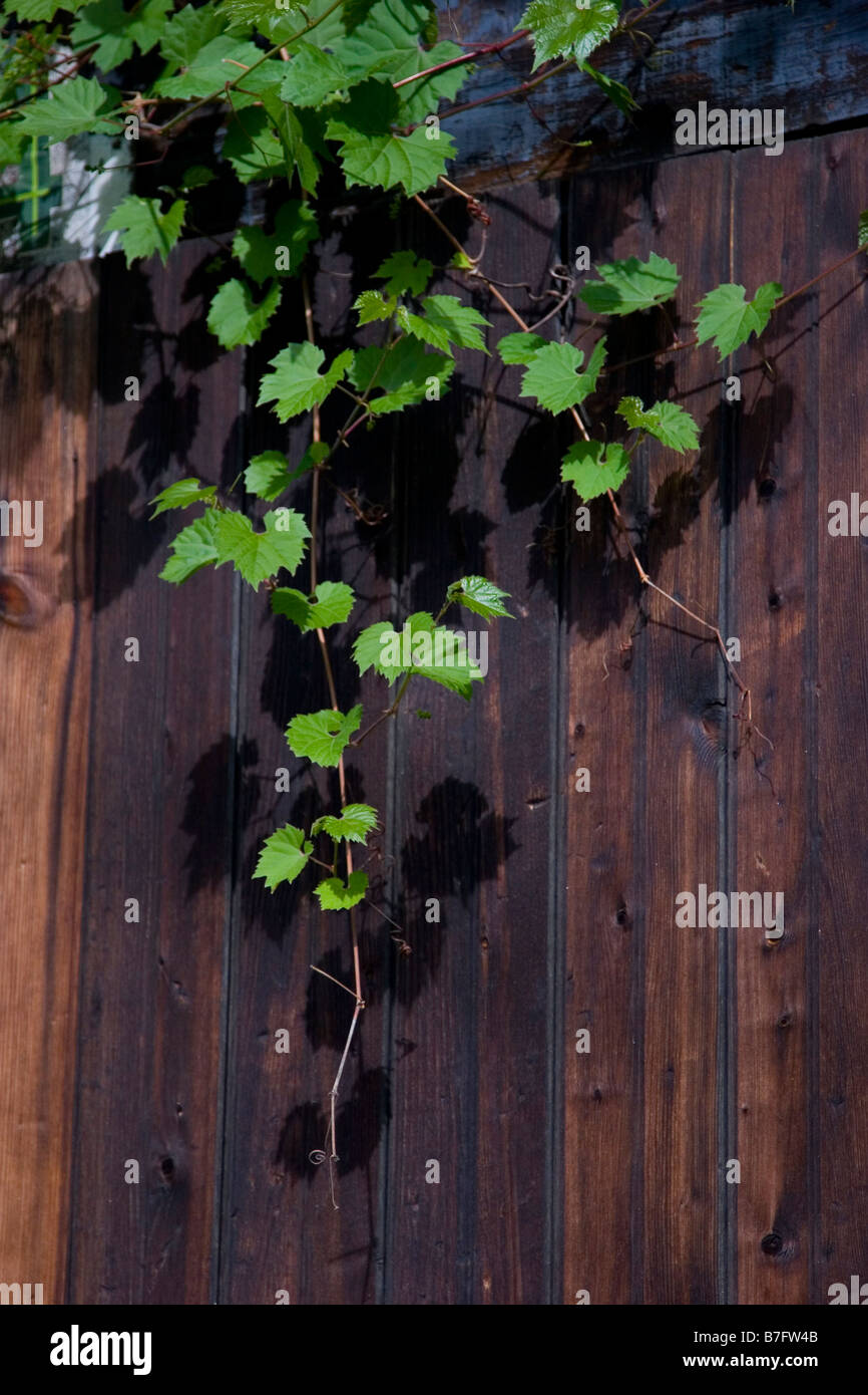 Weathered wood with hanging vines Stock Photo - Alamy