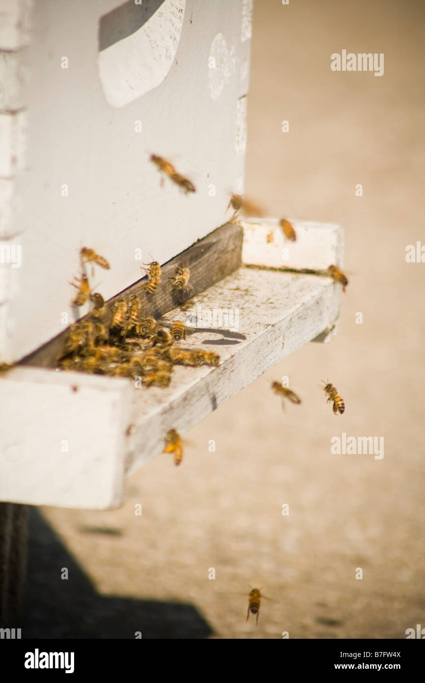 Cement hive hi-res stock photography and images - Alamy