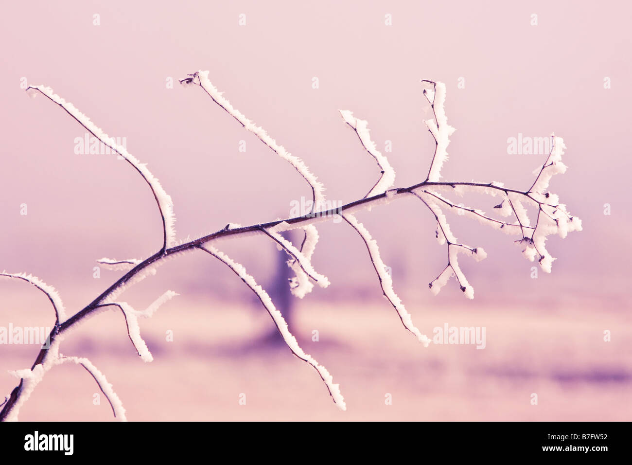 Frozen branch from snowy tree Stock Photo - Alamy