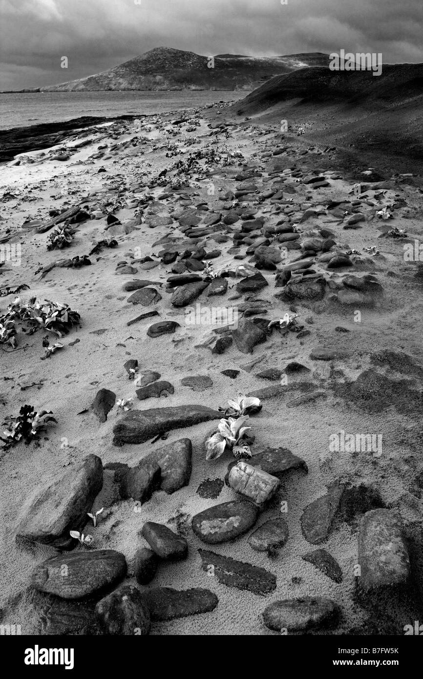 Falklands saunders island Black and White Stock Photos & Images - Alamy