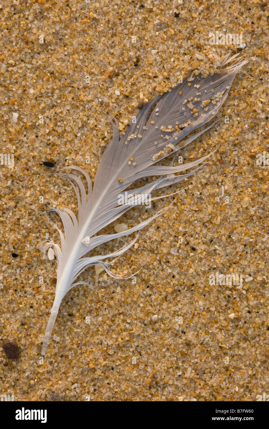 Feather washed up on a beach hi-res stock photography and images - Alamy
