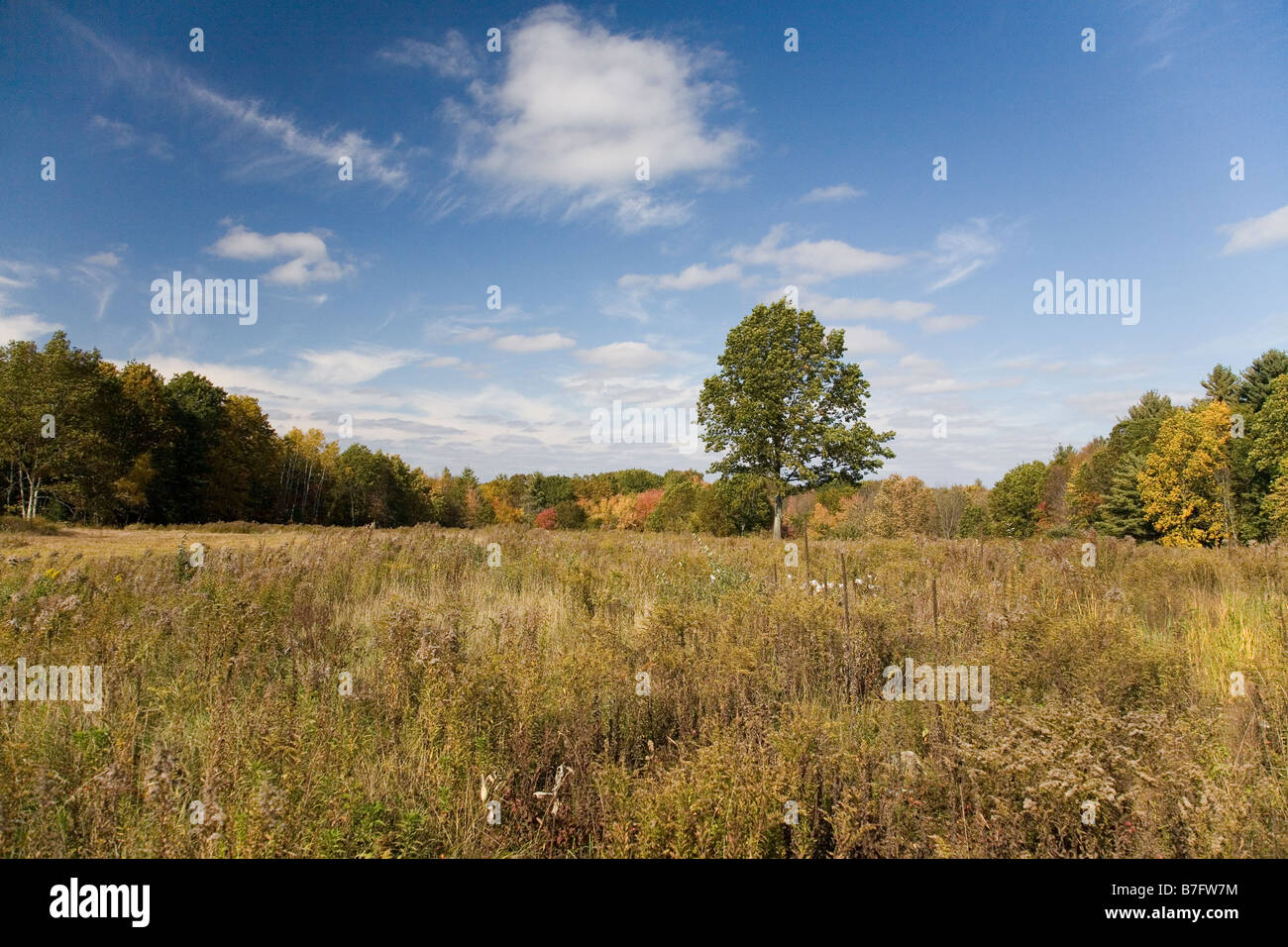 Big tree in open field hi-res stock photography and images - Alamy