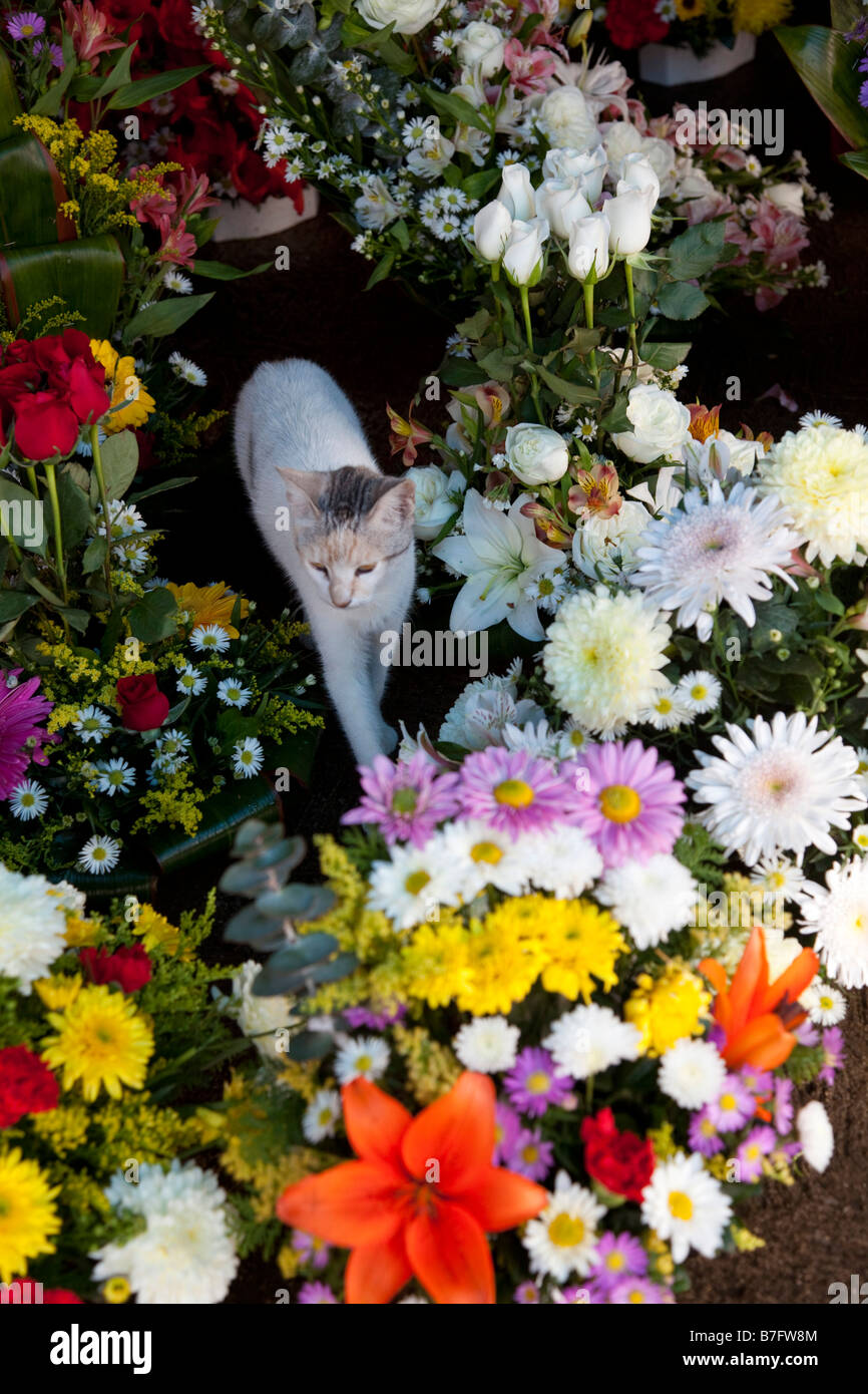 Cat Flower Market Mazatlan Sinaloa Mexico Stock Photo - Alamy