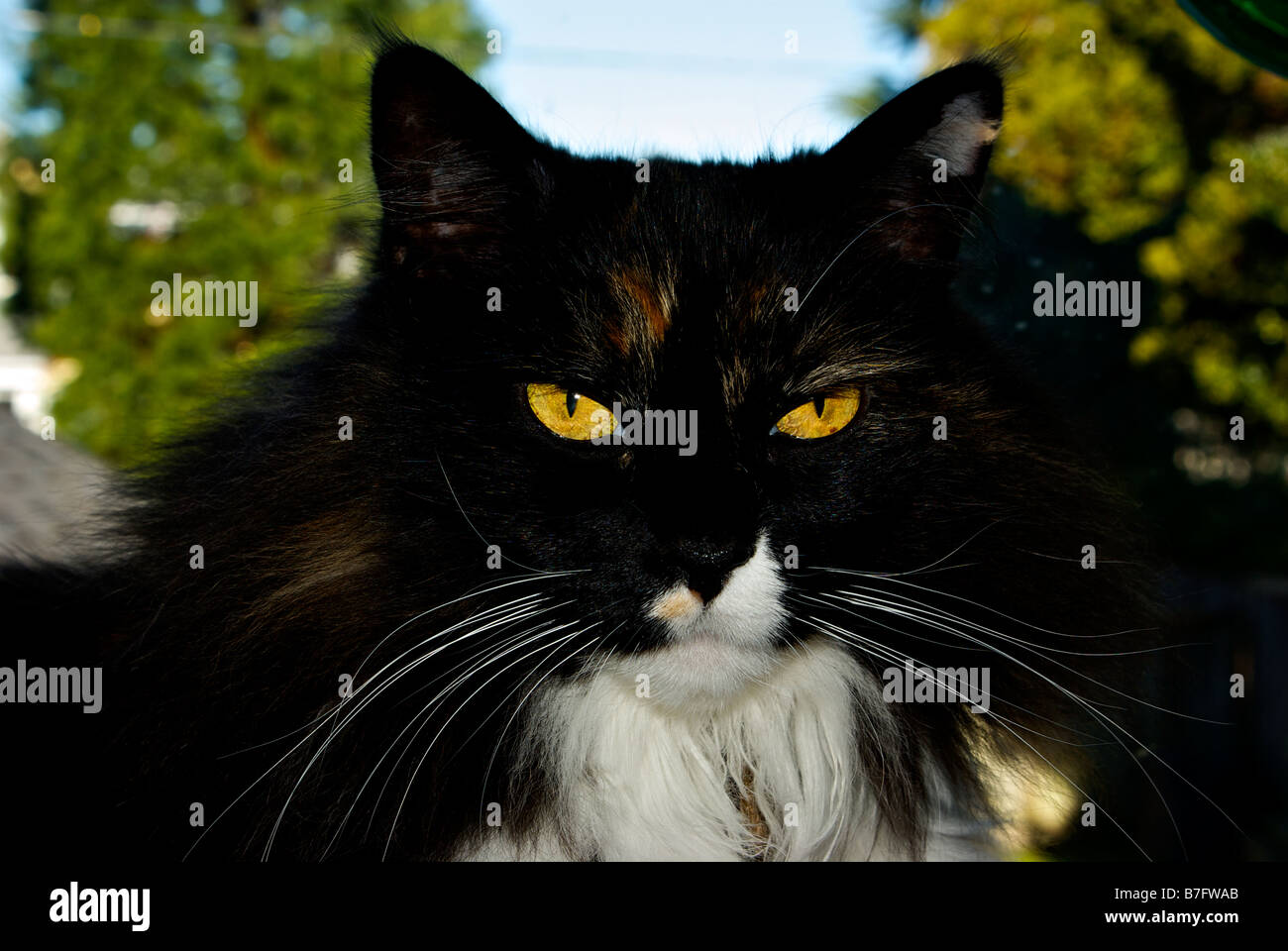 Fluffy long haired tortoiseshell colored Norwegian forest cat with ...